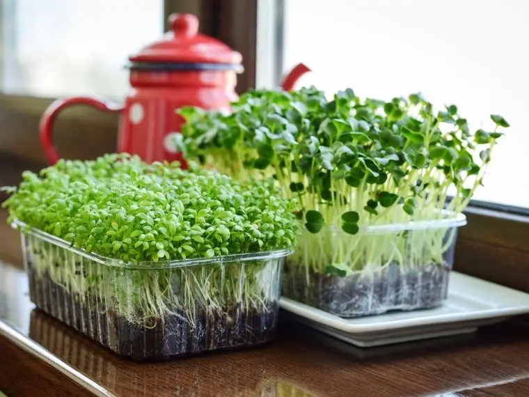 4 Products You Need for Growing Veggies Indoors All Year Long! • Frugal ...